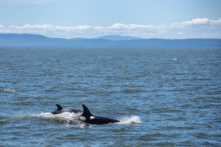 6 Best Orca & Whale Watching Tours in Vancouver