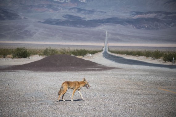Qué Ver en Death Valley – Visita al Valle de la Muerte y Consejos