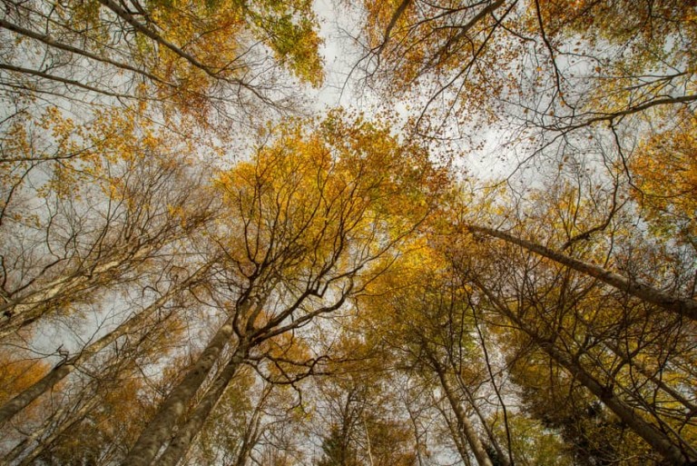 Fall Photography - Best Tips and Ideas for Foliage Photos