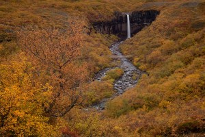 Fall Photography - Best Tips and Ideas for Foliage Photos