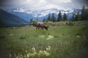 Depth of Field in Photography Explained: The Ultimate DOF Guide!
