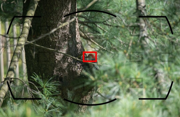 Focus Modes Explained - Understanding Camera Autofocus Modes