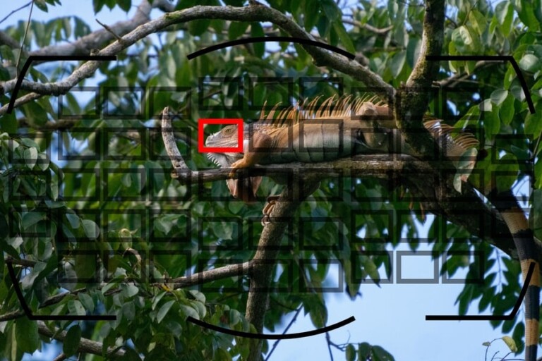 Focus Modes Explained - Understanding Camera Autofocus Modes