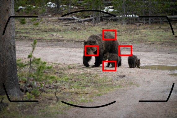 Focus Modes Explained - Understanding Camera Autofocus Modes