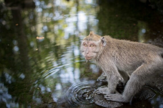Los Modos de Enfoque Explicados-Modos y Áreas de Autoenfoque
