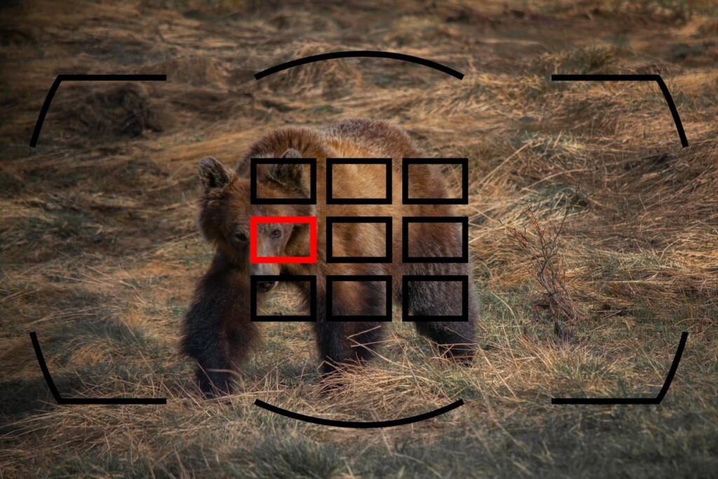 Focus Modes Explained - Understanding Camera Autofocus Modes