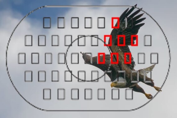 How to Take Tack-Sharp Images-Best Photography Sharpness Tips