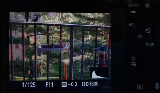 Focusing in Photography Explained - How to Focus in Photography