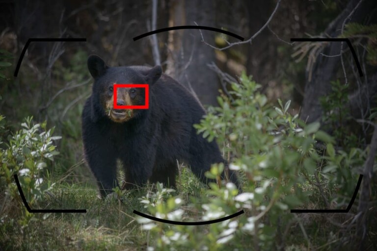 Focusing in Photography Explained - How to Focus in Photography