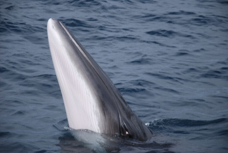 Whale Watching in Norway – Best Time and Tours