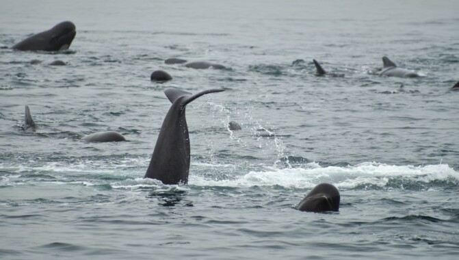 Whale Watching in Norway – Best Time and Tours