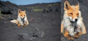 Photography Composition-Best Composition Rules in Photography