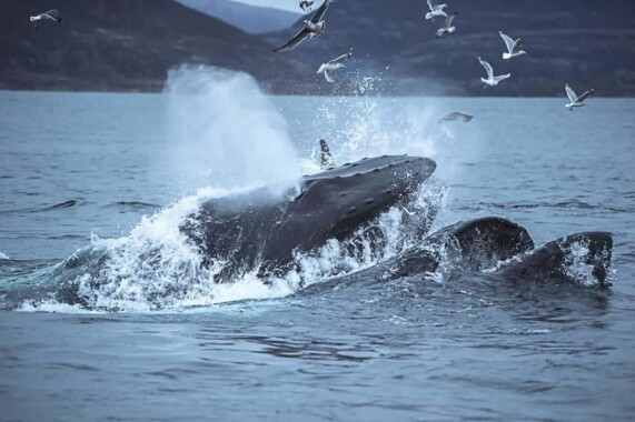 Whale Watching in Norway – Best Time and Tours