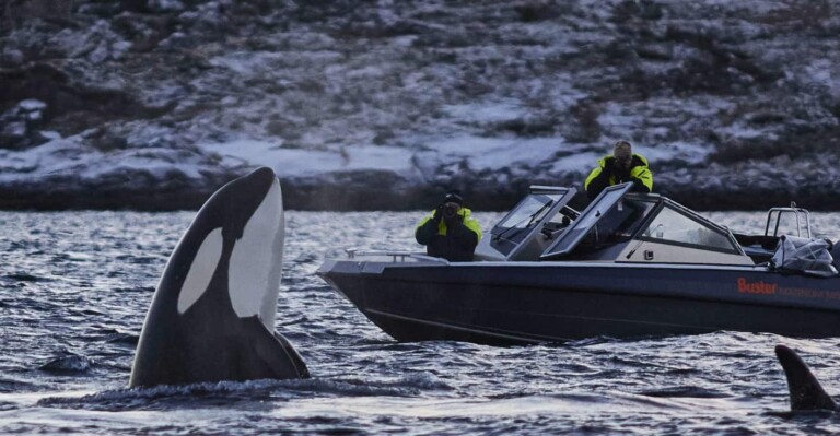 Whale Watching in Norway – Best Time and Tours