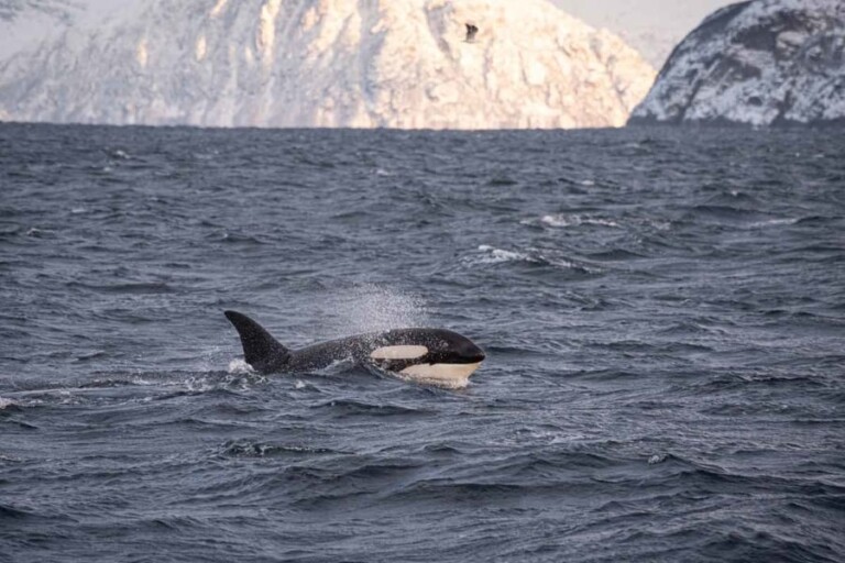 Whale Watching in Norway – Best Time and Tours