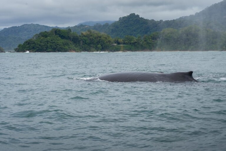 Avistamiento de Ballenas en Costa Rica – Mejor Época y Tours