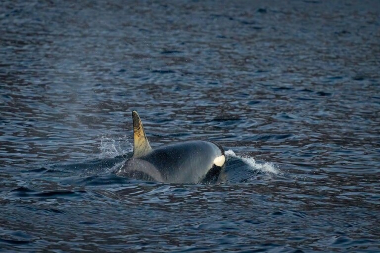 2023 Swimming with Orcas & Northern Lights in Norway