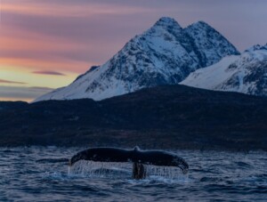 2024 Swimming with Orcas & Northern Lights in Norway