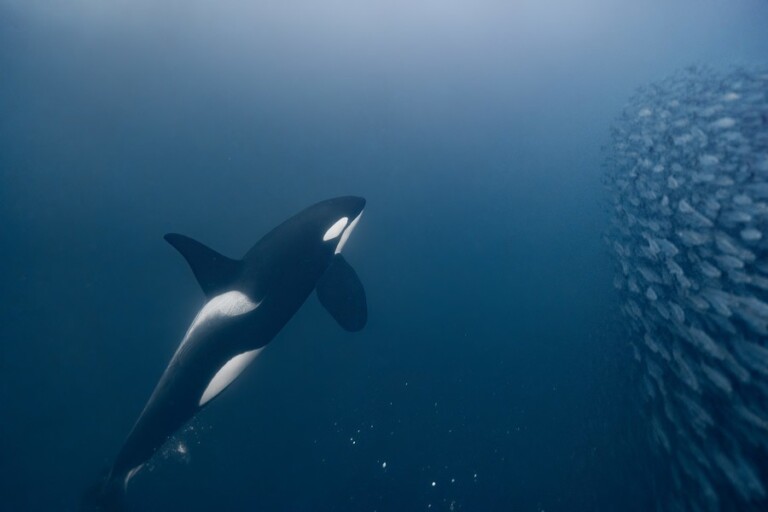 2024 Swimming with Orcas & Northern Lights in Norway