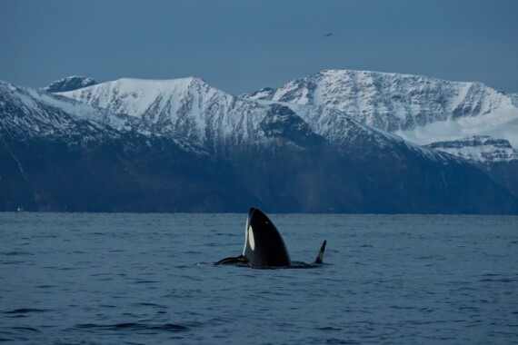 2024 Swimming with Orcas & Northern Lights in Norway