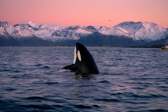 2023 Swimming with Orcas & Northern Lights in Norway
