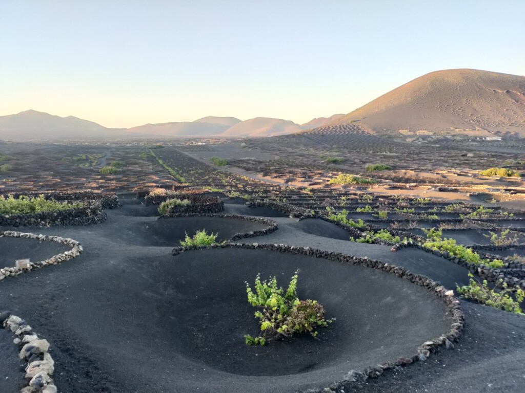 Gu a Para Visitar Las Bodegas De La Geria En Lanzarote