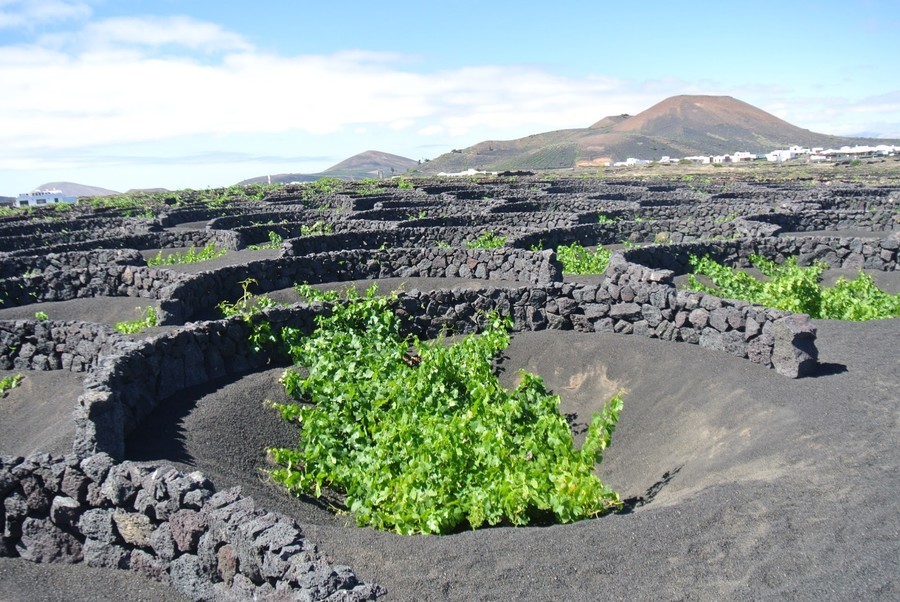 Gu a Para Visitar Las Bodegas De La Geria En Lanzarote Gu a Para Visitar Las Bodegas De La Geria En Lanzarote