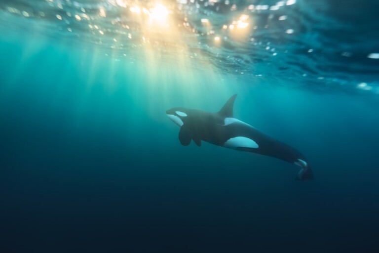 2024 Swimming with Orcas & Northern Lights in Norway