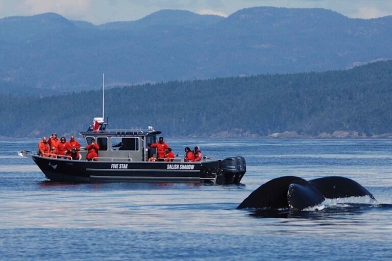 6 Best Orca & Whale Watching Tours in Vancouver