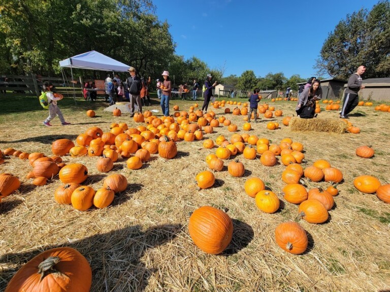 Guide to Fall in NYC – Best Things to Do, Events & Tips