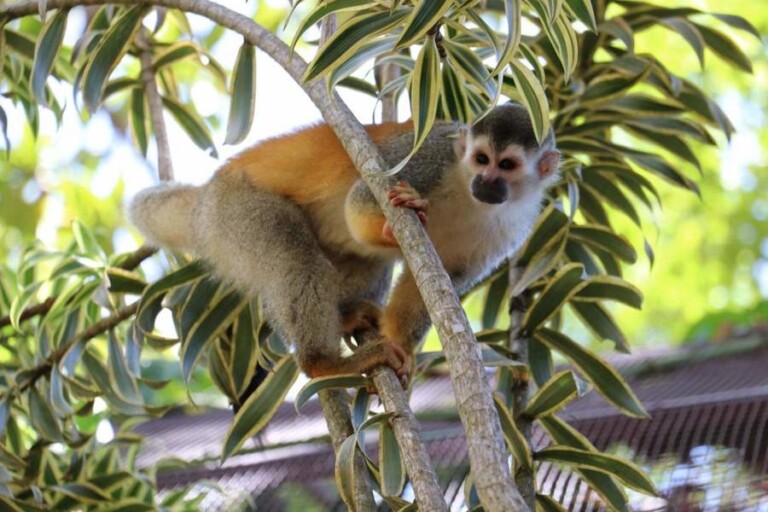 10 Cosas Que Hacer en Uvita, Costa Rica + Map