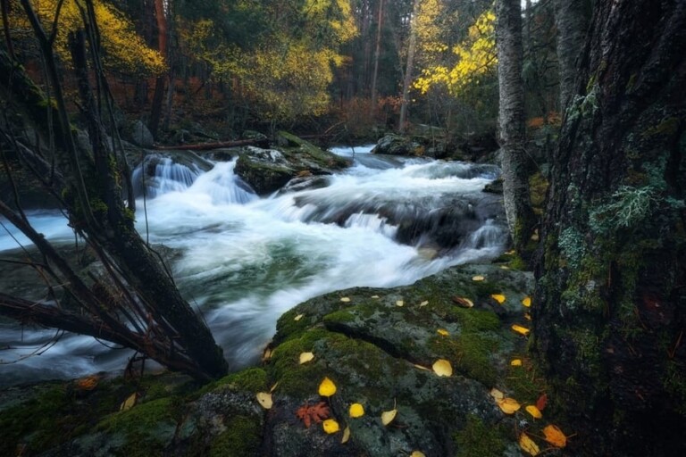 Focus Stacking in Photography – Step by Step Tutorial