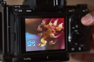 Focus Stacking in Photography – Step by Step Tutorial