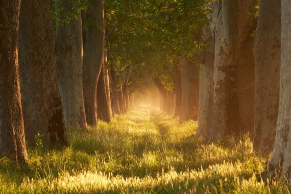 Focus Stacking in Photography – Step by Step Tutorial