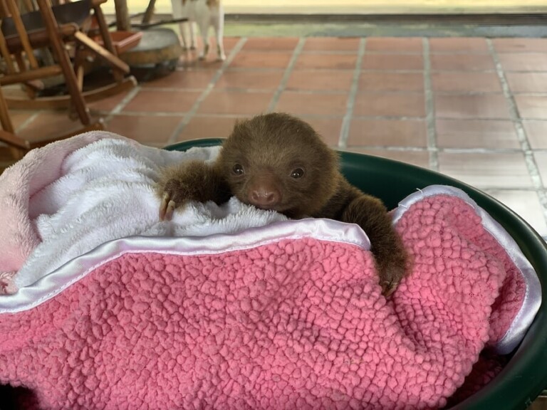 10 Mejores Refugios de Animales en Costa Rica