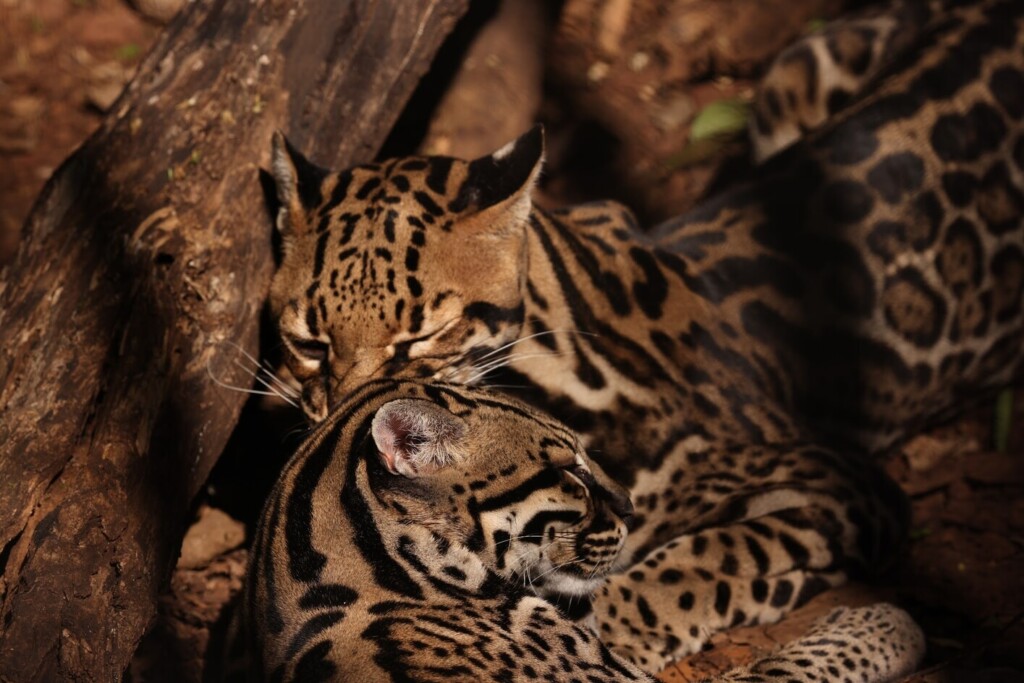 10 Mejores Refugios de Animales en Costa Rica