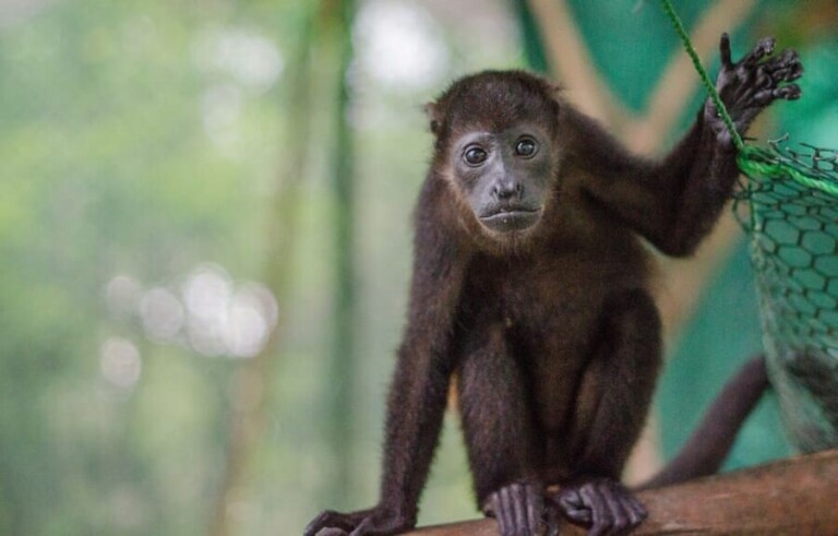 10 Mejores Refugios de Animales en Costa Rica